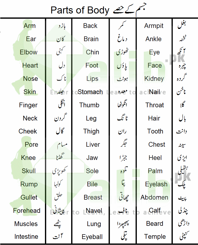 Parts Of Body Names In Urdu And English With Pictures Parts Of Body Names In Urdu And English With Pictures
