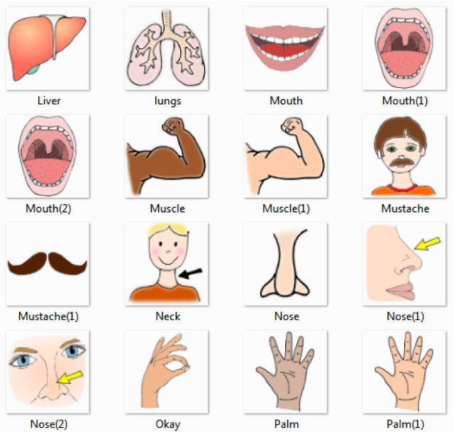 Parts Of Body Names In Urdu And English With Pictures Parts Of Body Names In Urdu And English With Pictures